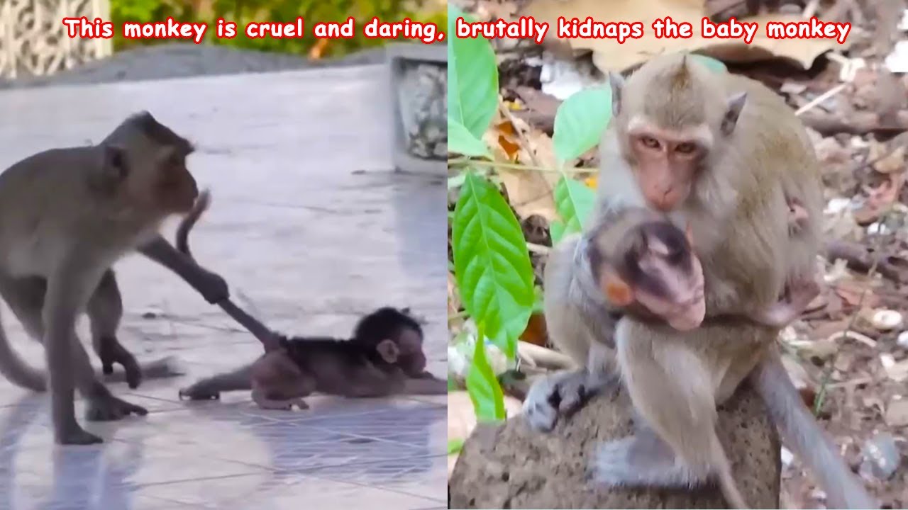 This monkey is cruel and daring, brutally kidnaps the baby monkey in ...