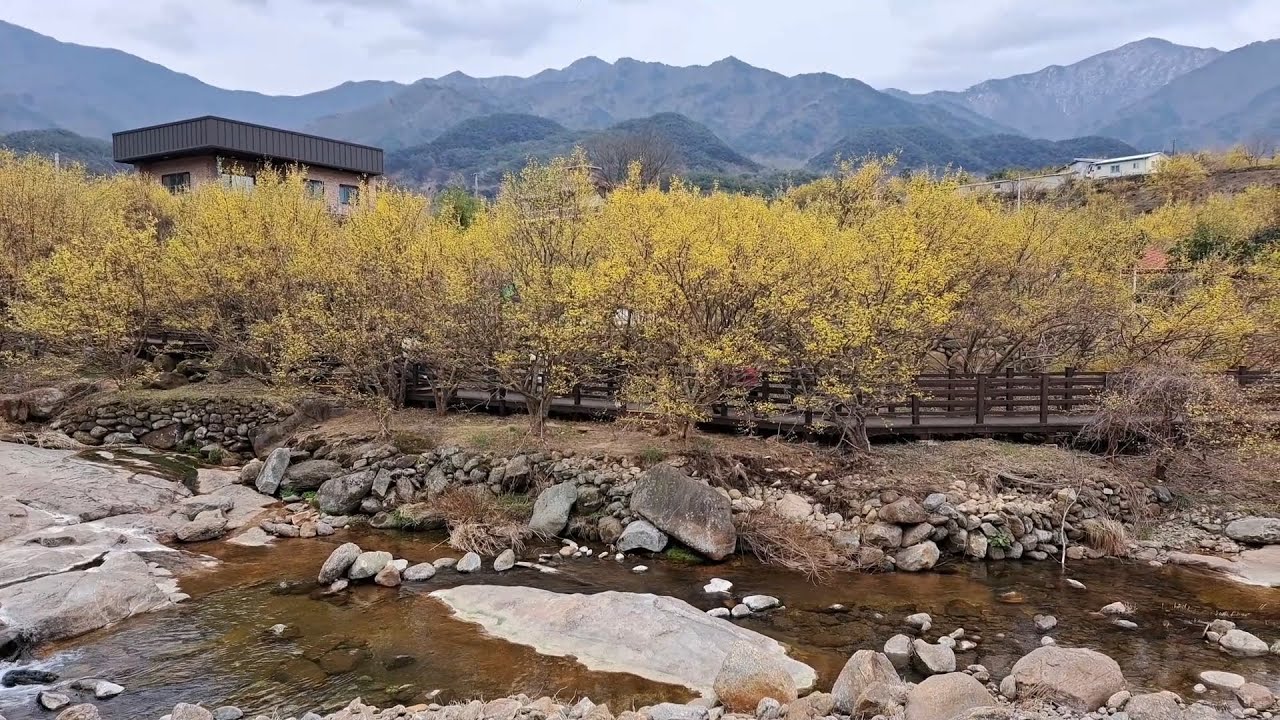 산수유마을(전남 구례) / Gurye Sansuyu(Cornus officinalis) Village - YouTube