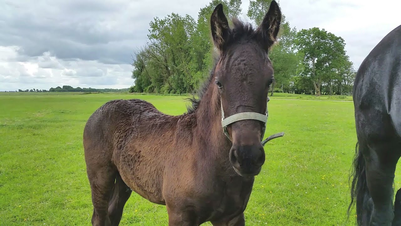 Cute little Friesian foals - YouTube