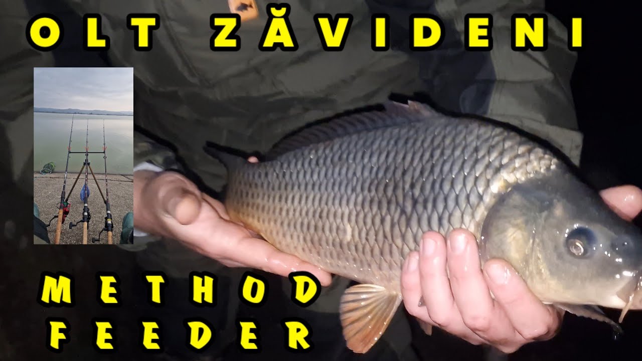 OLT ZAVIDENI GOANA DUPA CRAP APA TULBURE MANANCA LA PORTOCALIU DAR ...