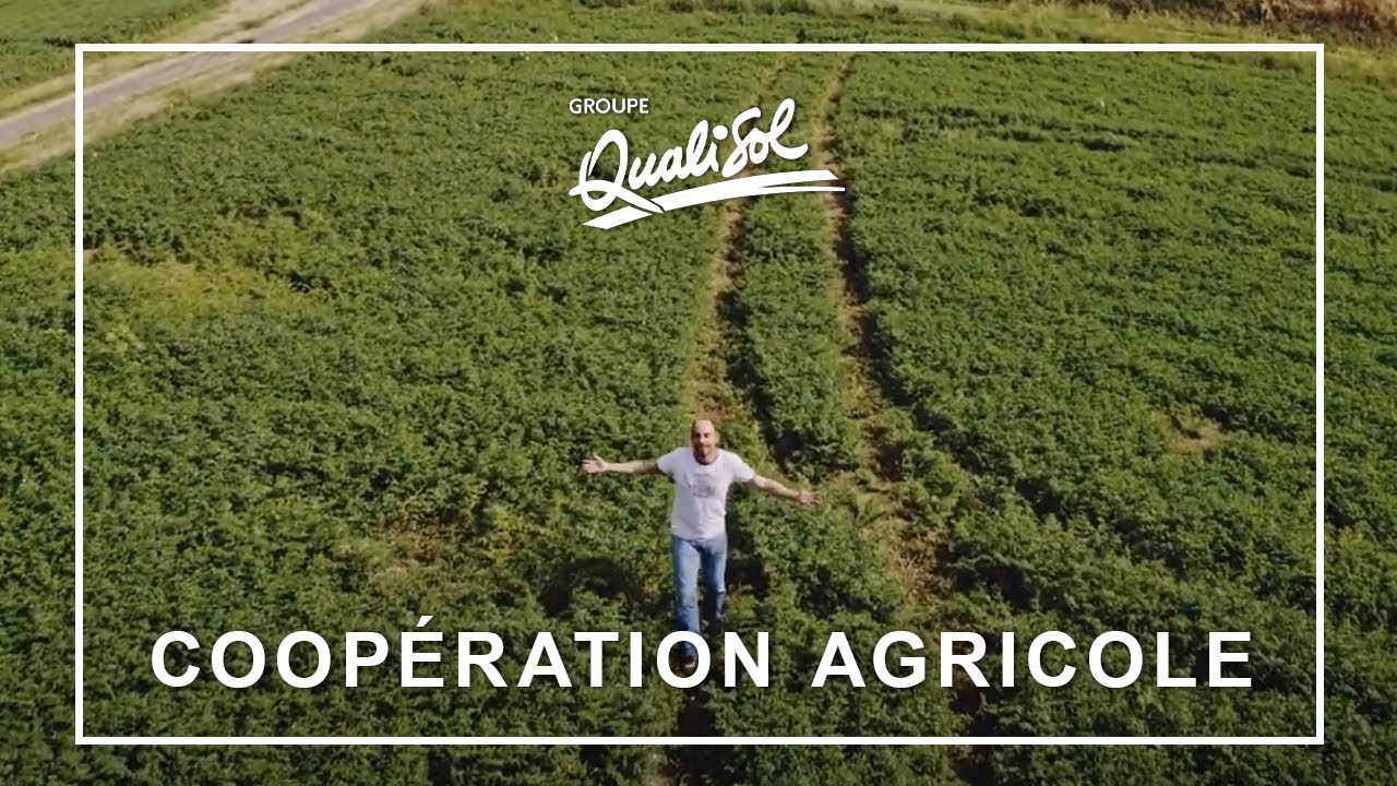 Coopération Agricole - Qualisol et les légumineuses - YouTube
