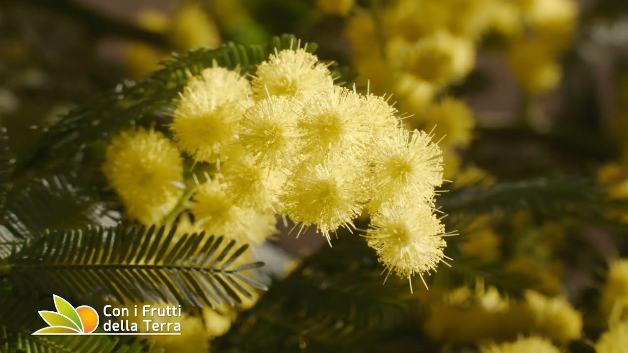 Mimosa: storia, caratteristiche botaniche e curiosità del fiore simbolo ...
