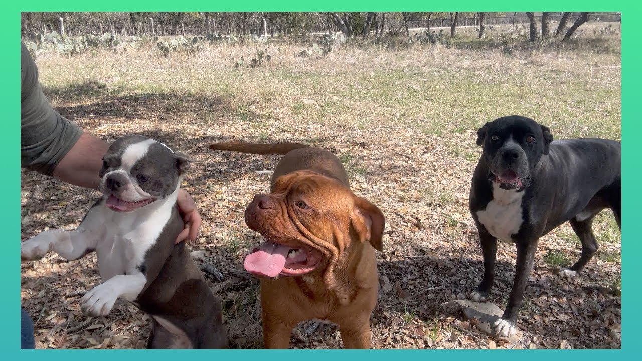 Spending My Lunch Break With The Dogs - YouTube