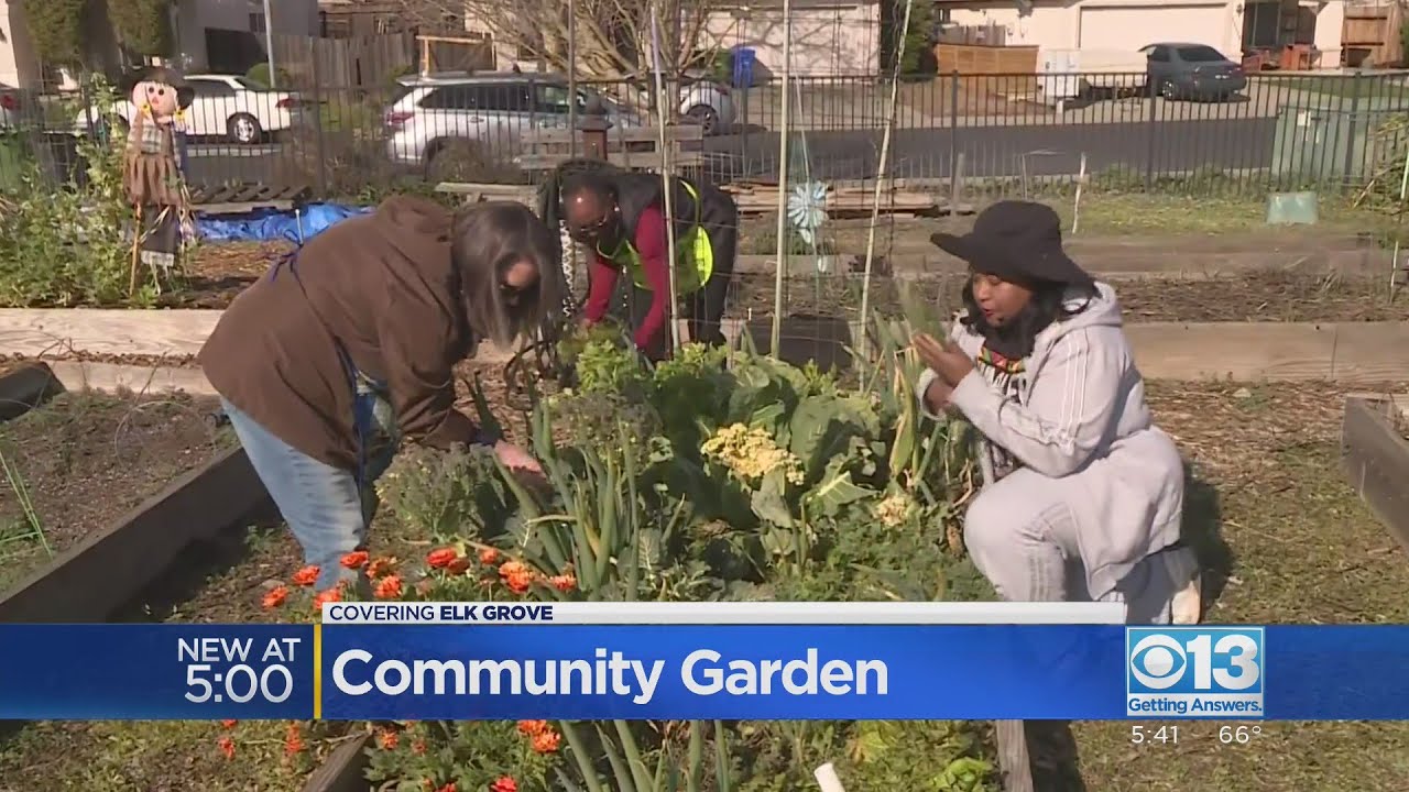 Local community garden helping grow community along with fresh produce ...
