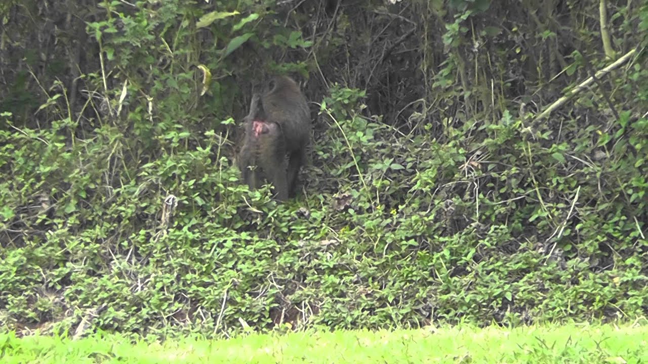 Baboons arse - YouTube