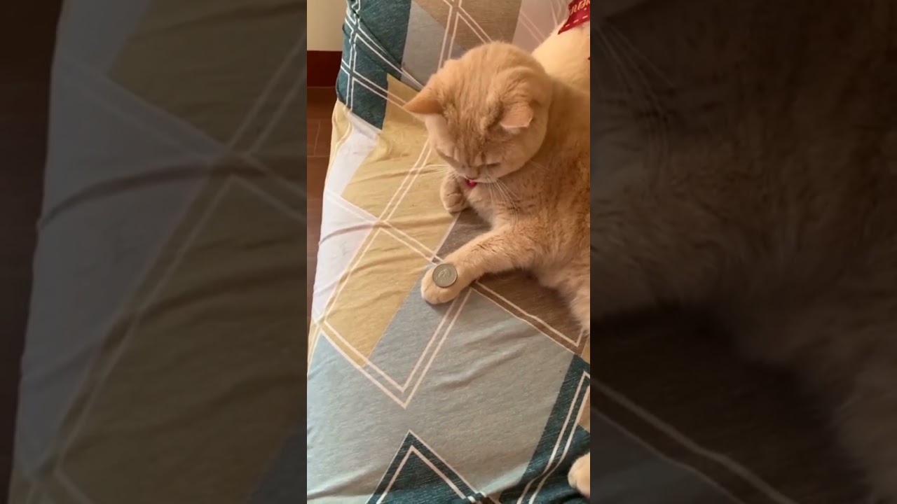 Cat Mimics Coin trick || AS CUTE - YouTube