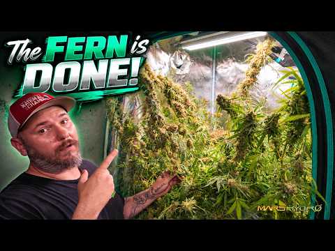 Time to HARVEST the CANNA-FERN plant!  |  MarsHydro Smart Control Grow Kit