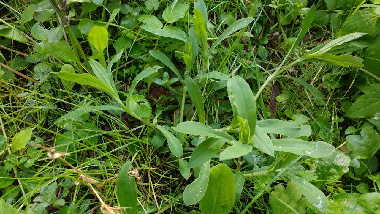 Strigoli,Stridoli (Carletti commestibile) medicinal herb - YouTube