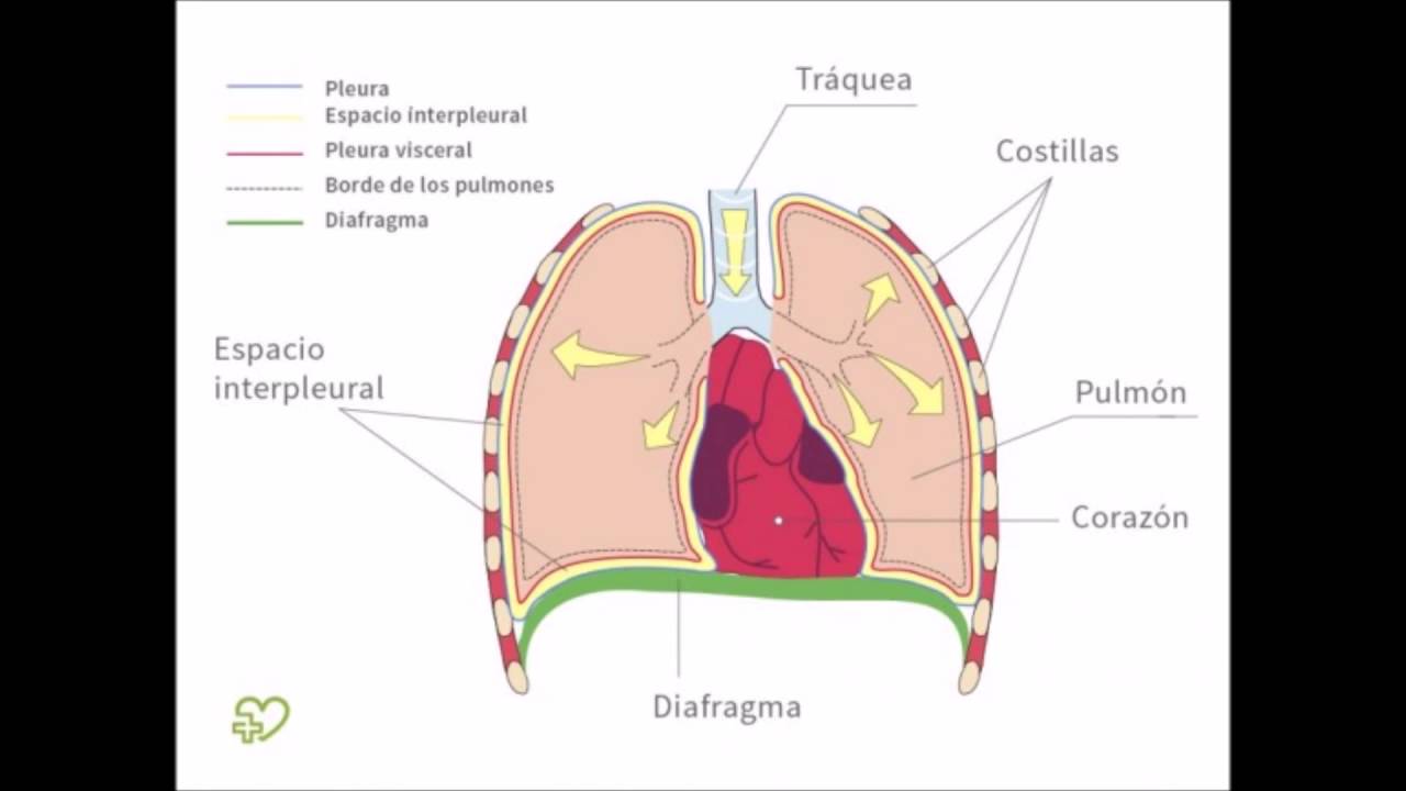 PULMONES, PLEURA Y DIAFRAGMA - YouTube