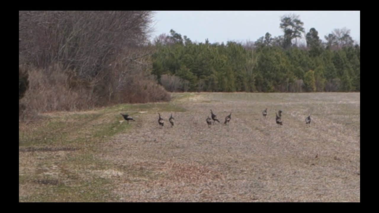 Spotted Some Wild Turkeys In Central Delaware - YouTube