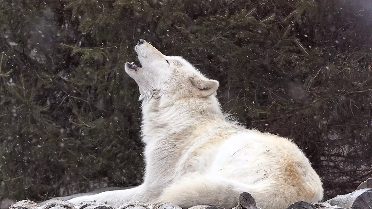 Nikai the Wolf Howls to the Snow - YouTube