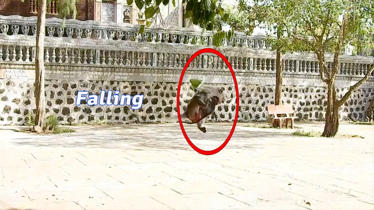 Falling down from high tree -Really life of animals video clip - YouTube