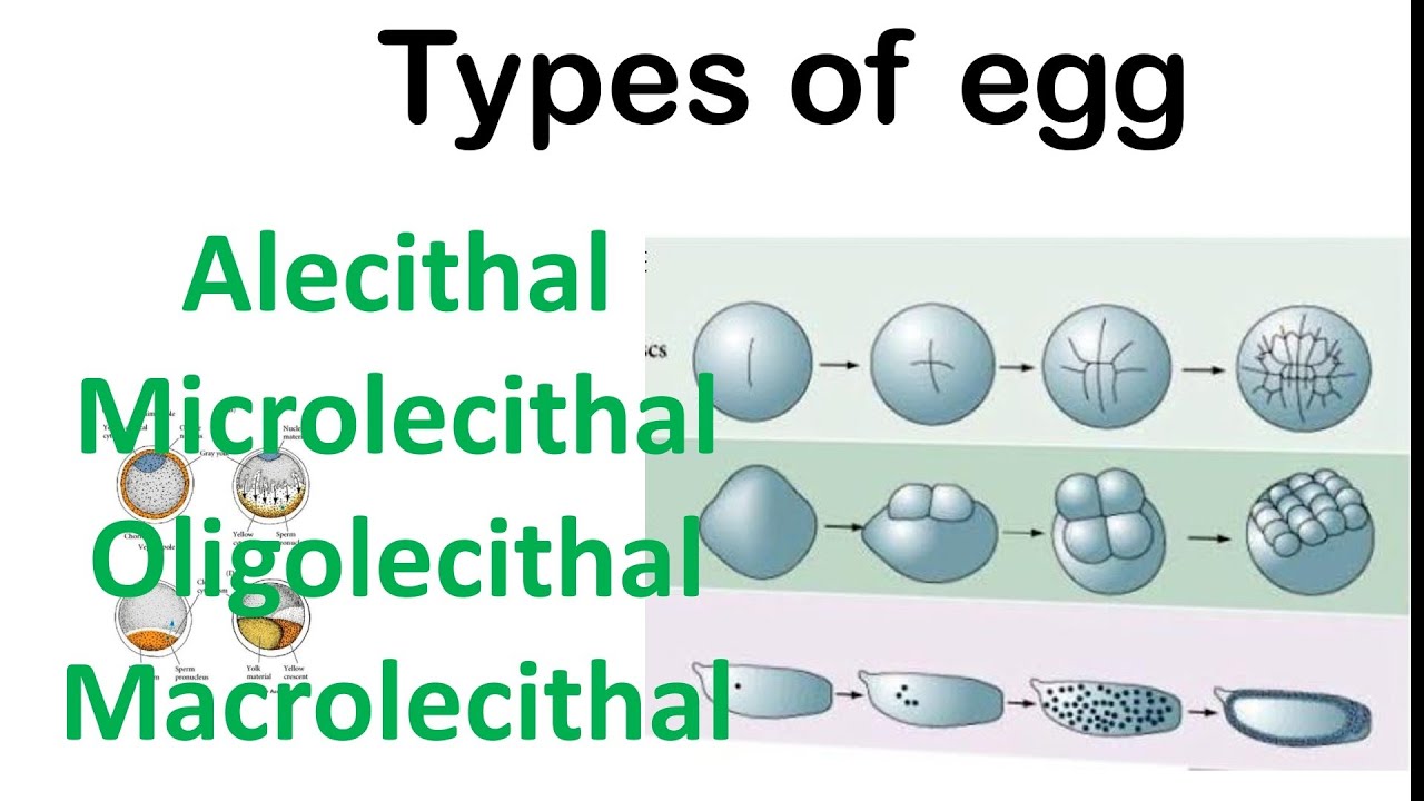 Types Of Egg In Hindi Alecithal microlecithal mesolecithal