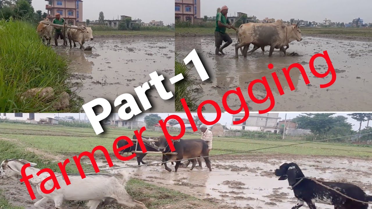 Farmer plogging||Halo joteko||in itahari 18 , sunsari , NEPAL - YouTube