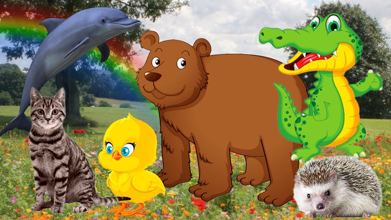 Packs and clans of animals: zebra, giraffe, elephant, peacock, seal ...