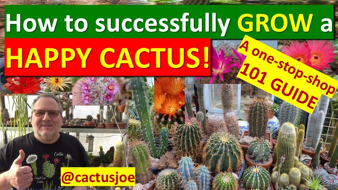 HOW TO GROW HAPPY CACTI: My 101-GUIDE TO CACTUS GROWING & CARE # ...