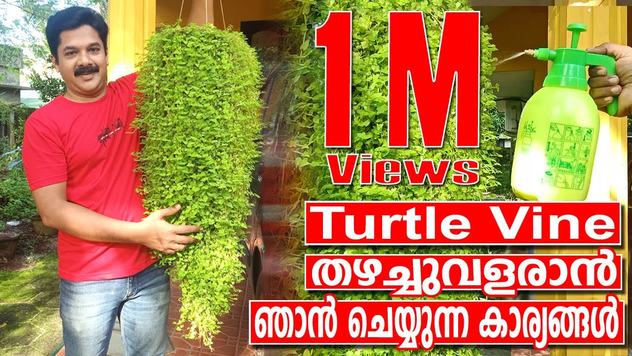 Turtle Vine Care & Gardening Tips in Malayalam | Best Fertilizer for Turtle Vine Hanging Plants ...