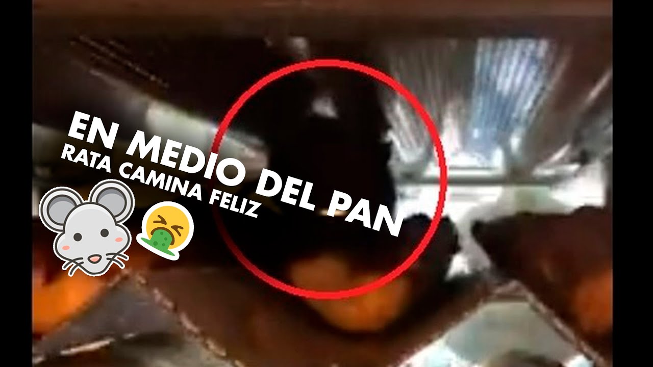 Rata caminaba feliz entre el pan en panadería de San José centro ...