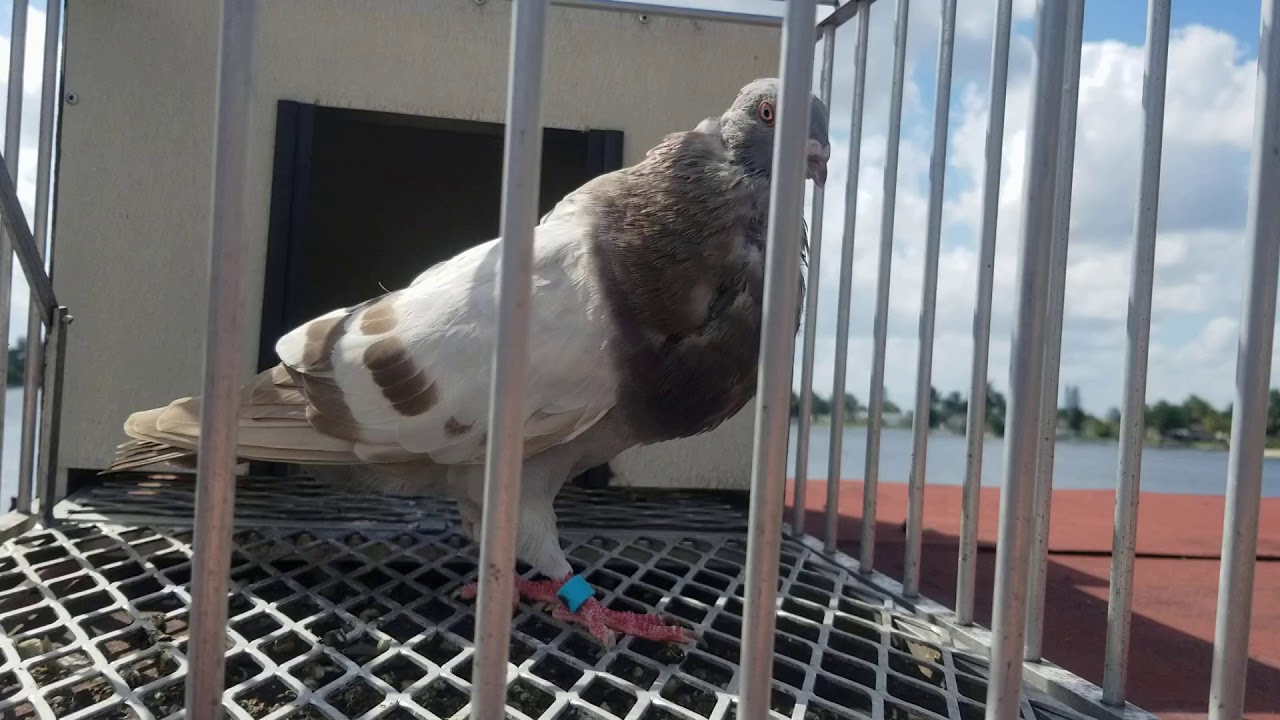 Palomas ladronas - YouTube
