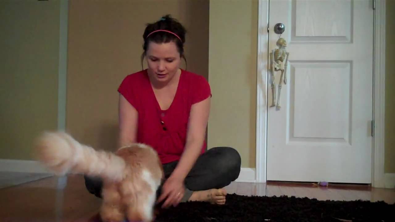 Persian cat named Garfunkel - YouTube