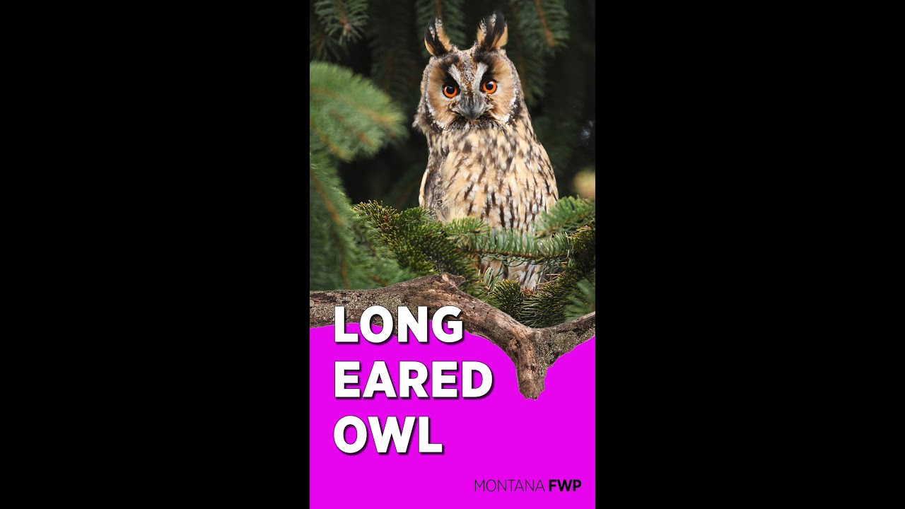 Long Eared Owls! | Friday Feathered Facts | Montana Wildlife Education ...