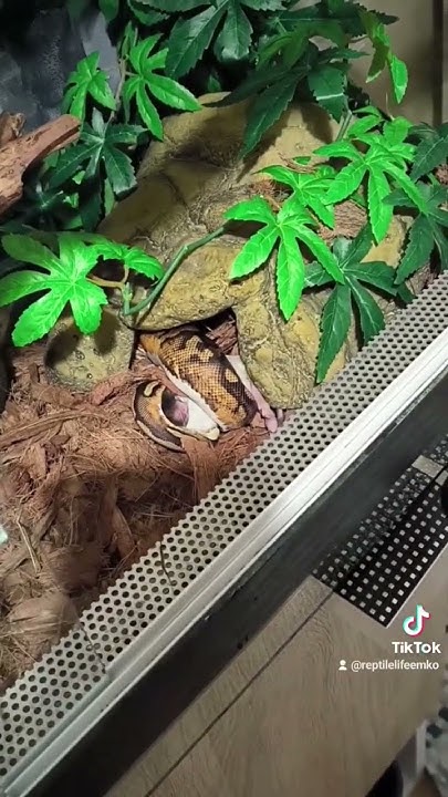 incredible strike from Ball Python Pied. feeding ball python. - YouTube