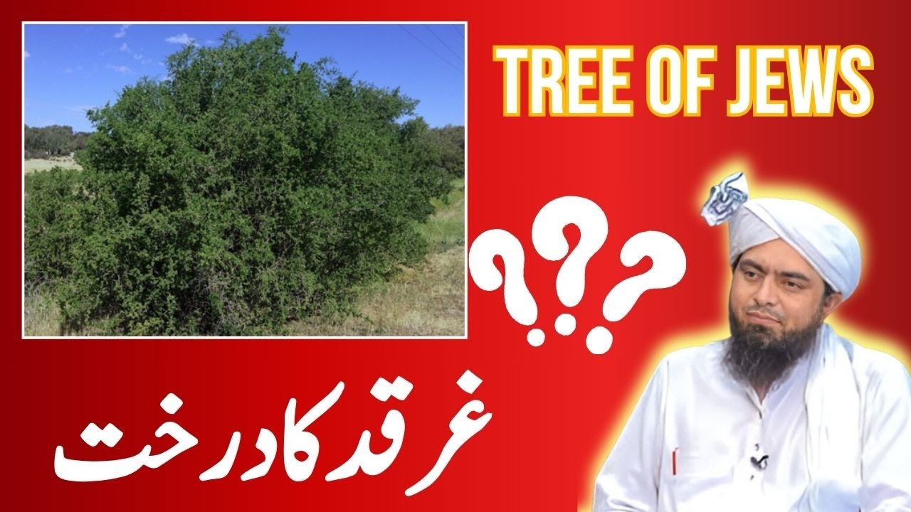 Gharqad tree details by Engineer Muhammad Ali Mirza - YouTube