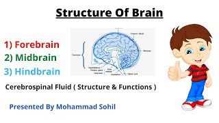 STRUCTURE OF BRAIN | Forebrain | Midbrain | Hindbrain |... | Doovi