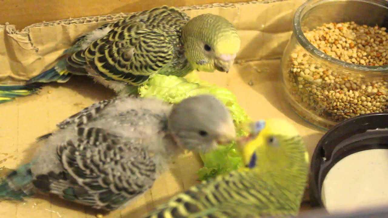 Periquito com seus filhotes (Baby Budgies with Father) - YouTube