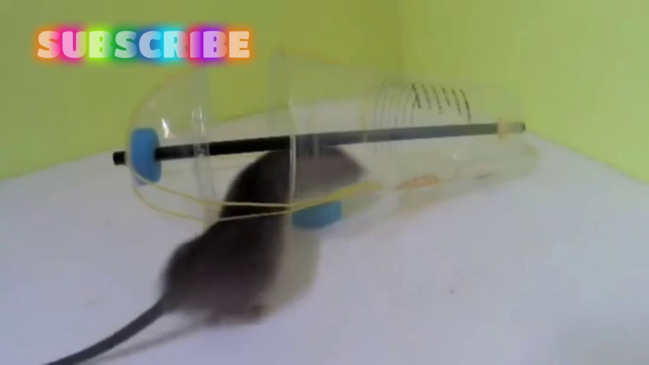 OTAK DEWA!! INI LAH TUTORIAL BUAT JEBAKAN TIKUS YANG SIMPEL N KREATIF ...