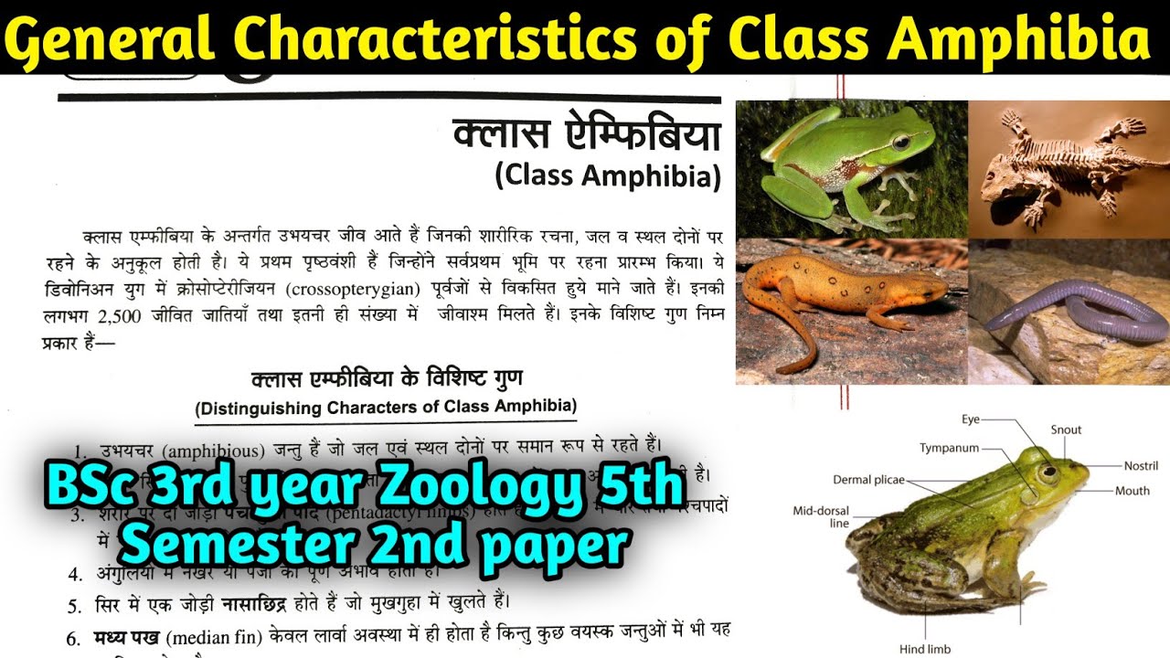 General Characteristics of Class Amphibia || BSc 3rd year Zoology 5th ...