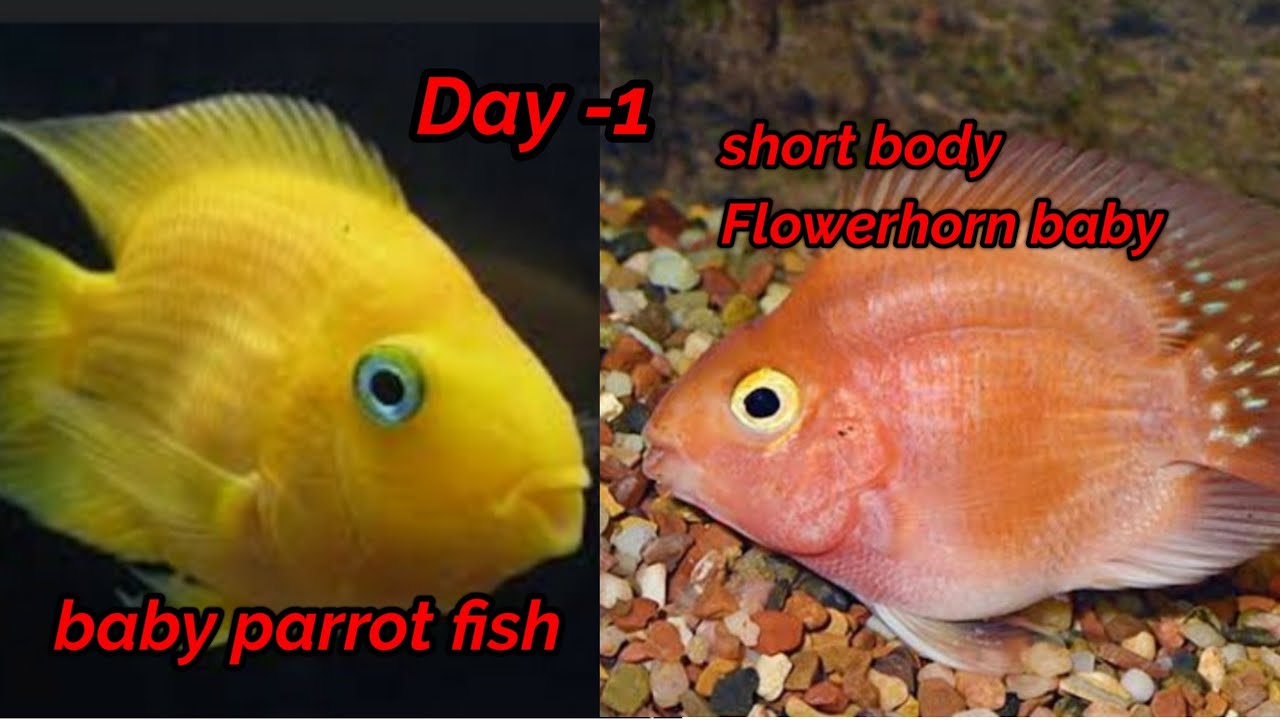 Baby parrot fish care|| short body baby Flowerhorn fish care|| How to ...
