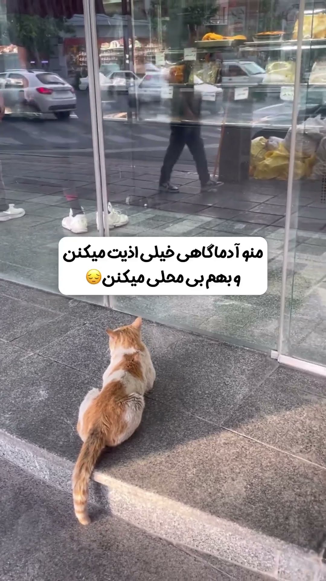 من یک پیشی گرسنه هستم🐈 Youtube