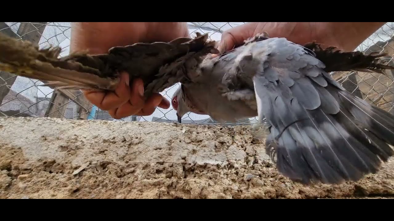RESCUING A TRAPPED BIRD - YouTube