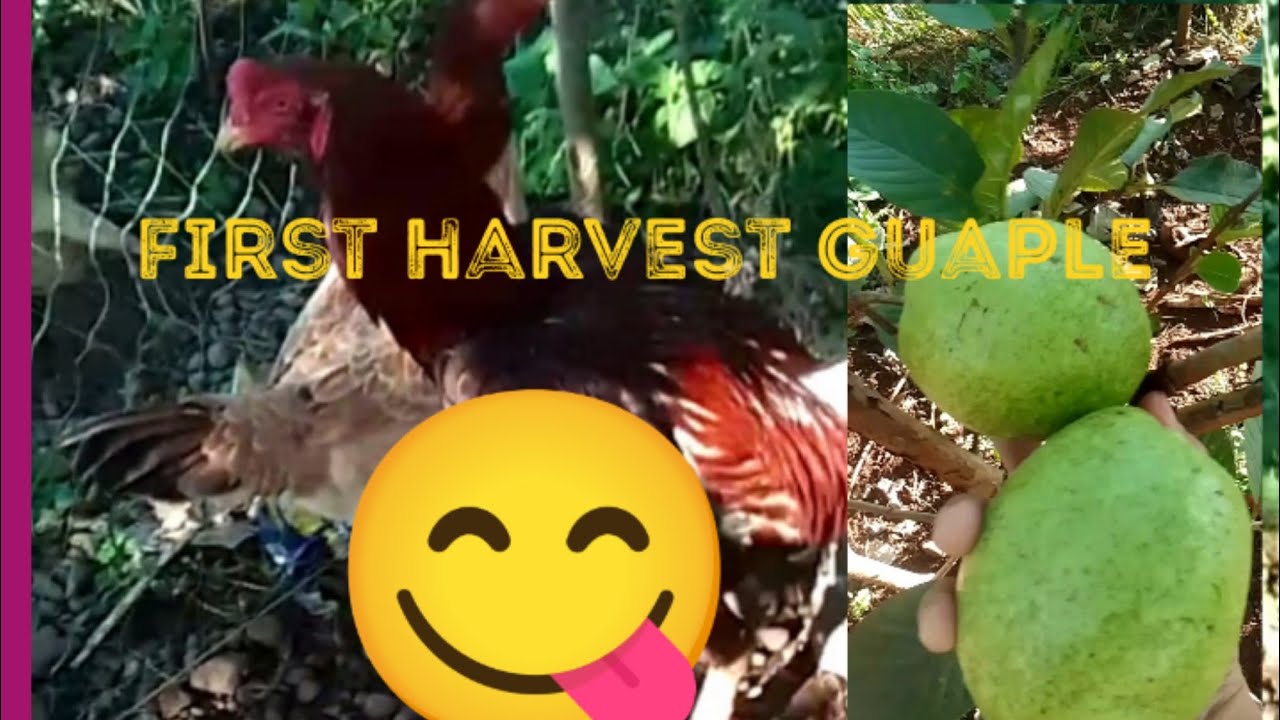 first harvest guaple/basilan chicken/labuyo/ red jungle fowl - YouTube