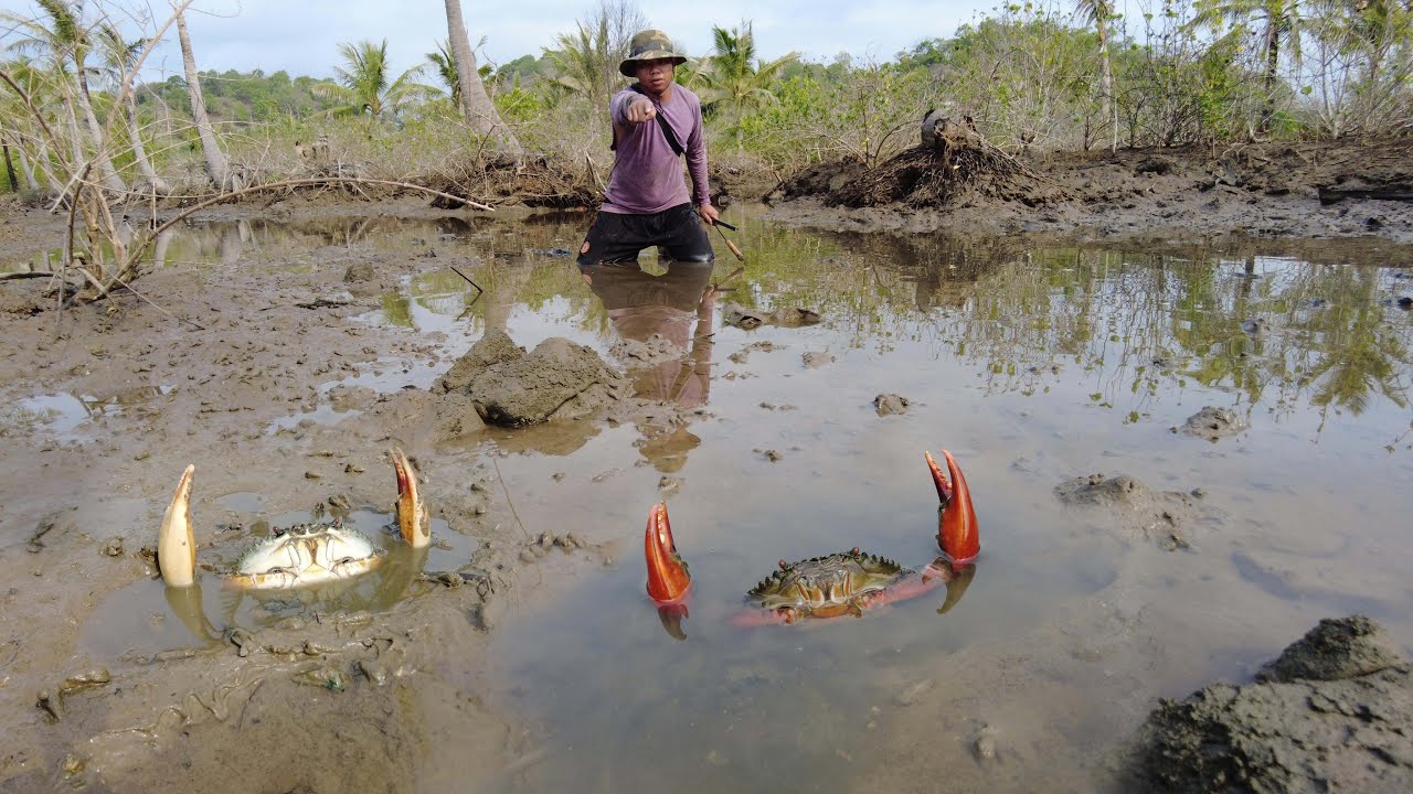 HIDDEN GIANTS! Catching Massive Mud Crabs in the Swamp at Low Tide ...