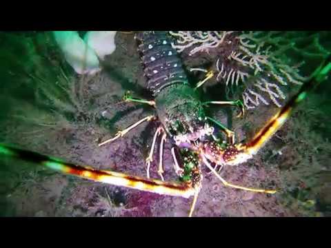 SS Mohegan wreck dive 04 08 2018 - YouTube