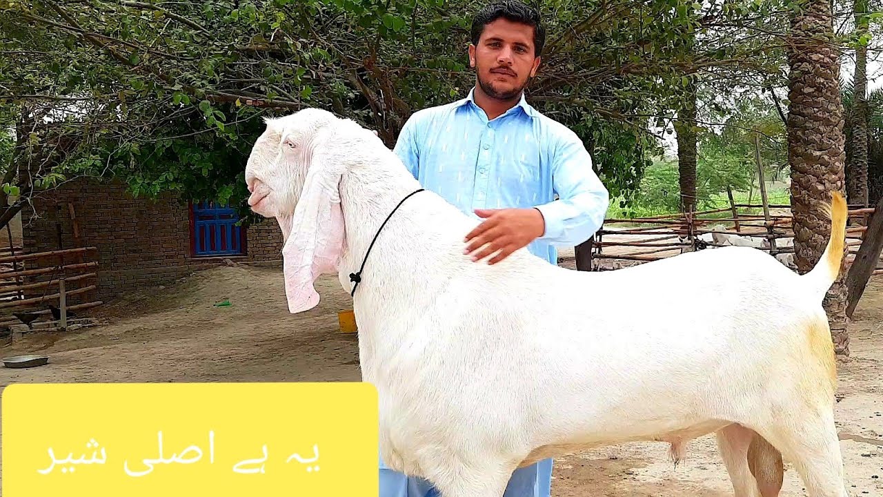 Bada bakra pure rajanpuri bakra 03410341995 - YouTube