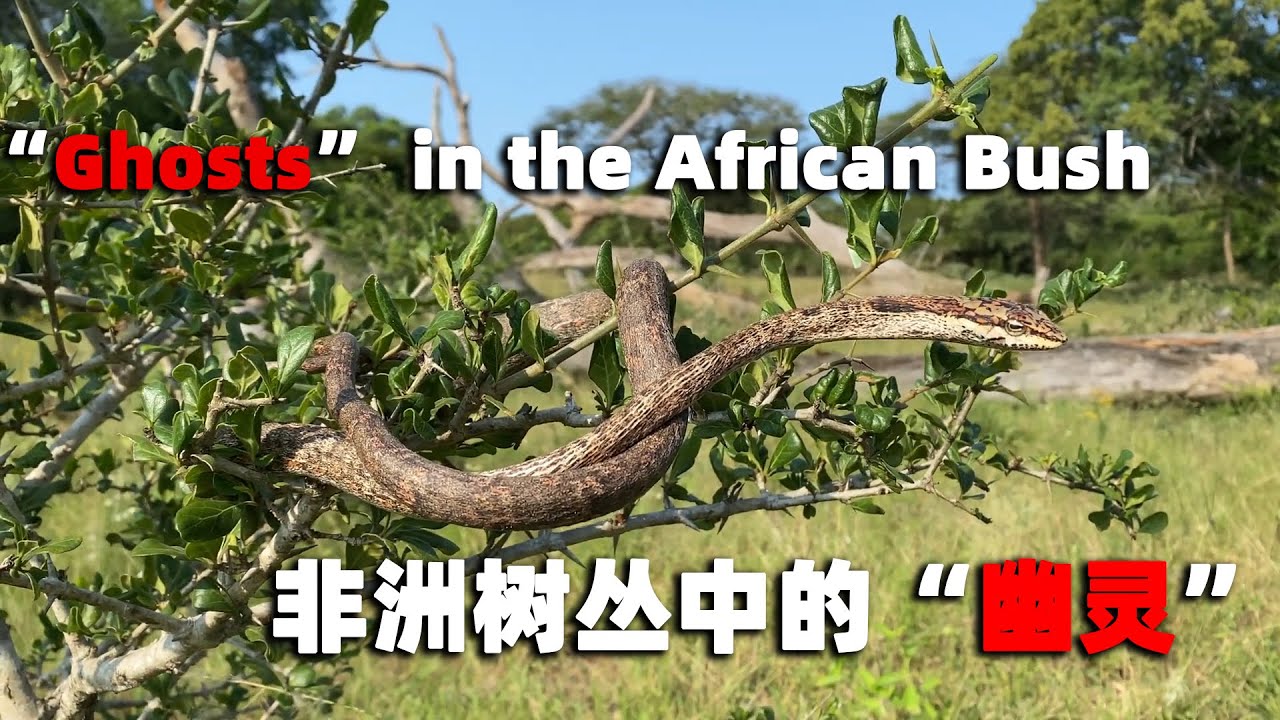 “Ghosts” in the African Bush 非洲树丛中的“幽灵” - YouTube