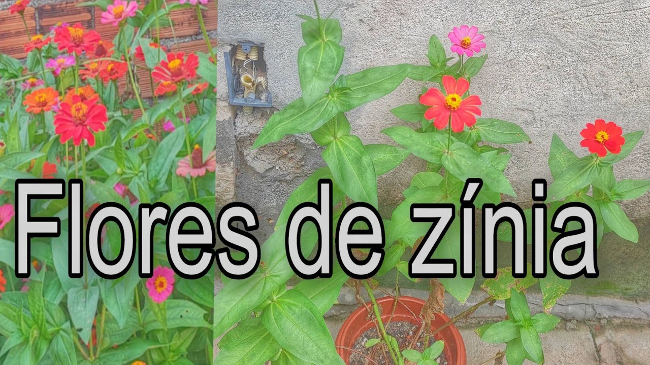 Vale apena cultivar Zinnia? - YouTube