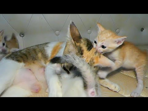 Very cute kittens playing with mom cats 🐈 😻 - YouTube