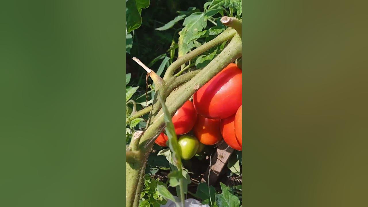 Венгерский Кечкемети 549 - YouTube