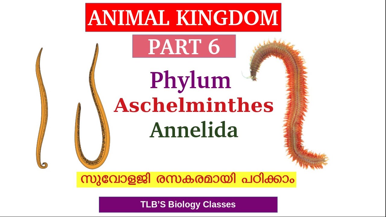 Animal Kingdom| Part 6| Phylum Aschelminthes|Phylum Annelida|Class 12 ...