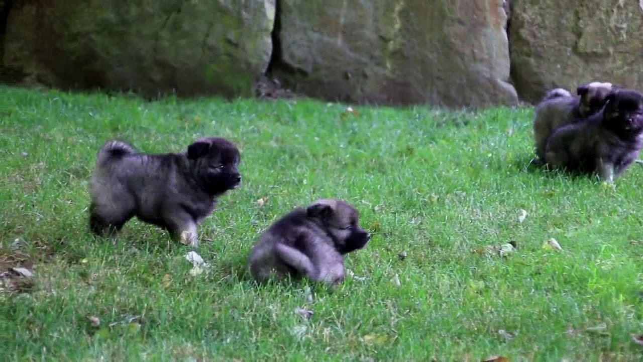 Keeshond Puppies For Sale - YouTube