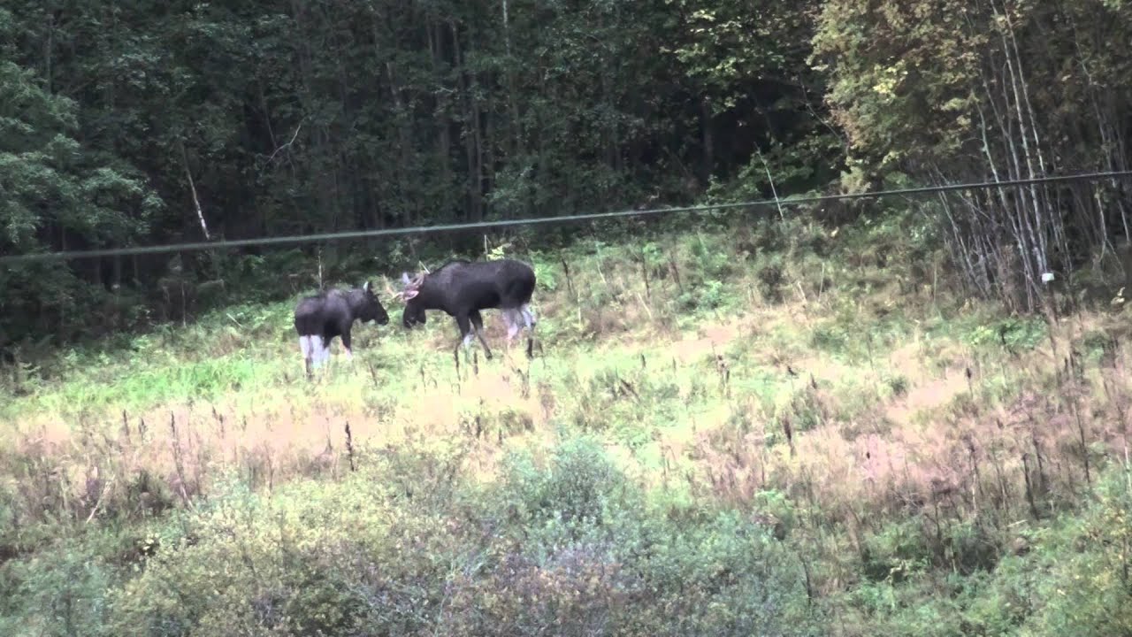 Elg okse kamp 2013. Moose bull fight - YouTube