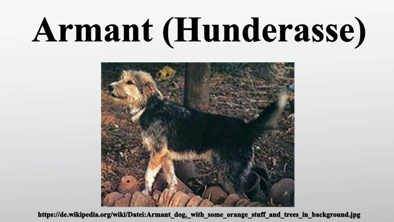 Armant (Hunderasse) - YouTube