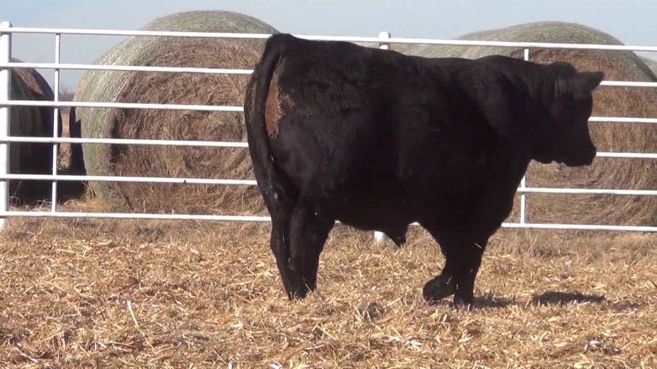 Express Ranches Lot 363 - YouTube