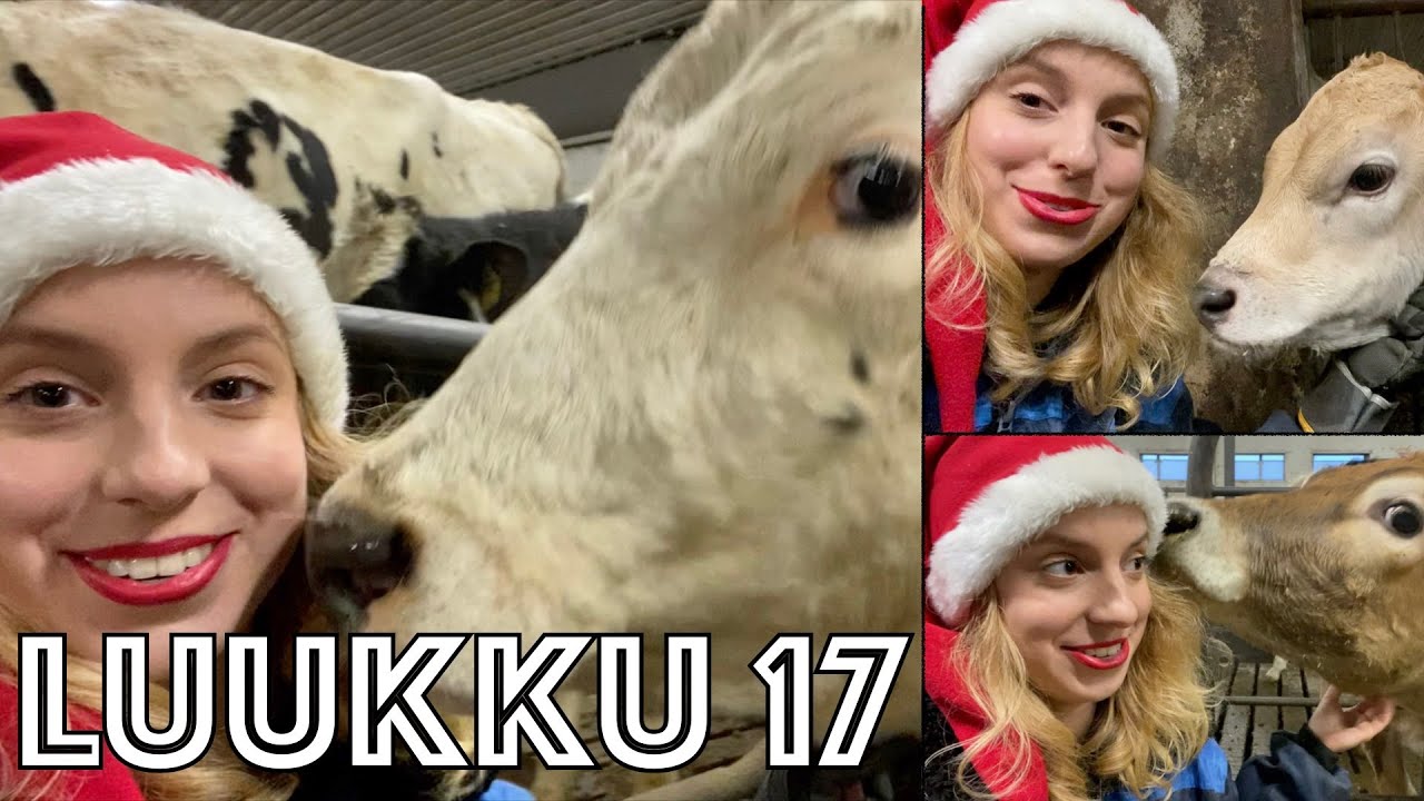 Luukku 17: Annan vasikat - YouTube