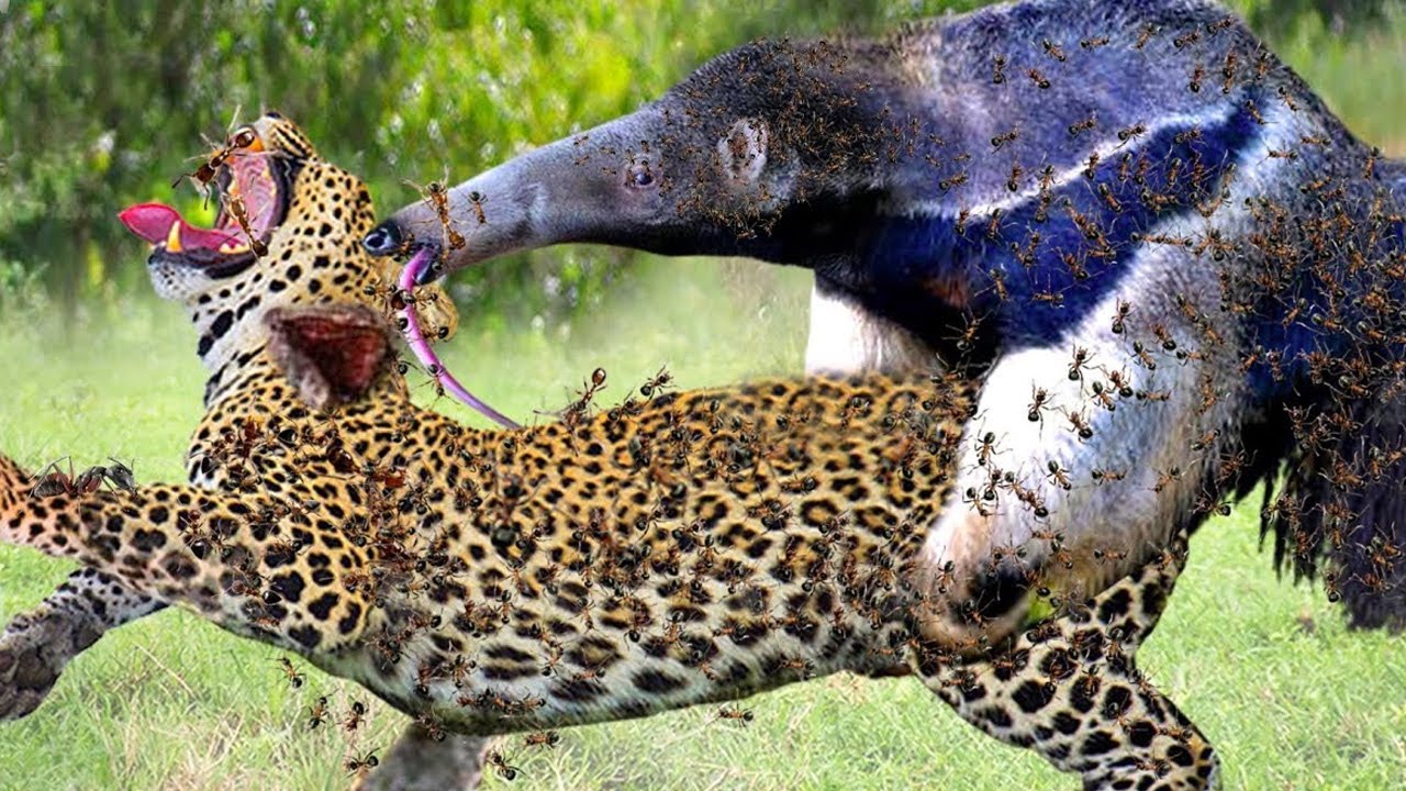 Foolish! This Is The Heartbreaking Ending When Leopard Tries To Attack ...