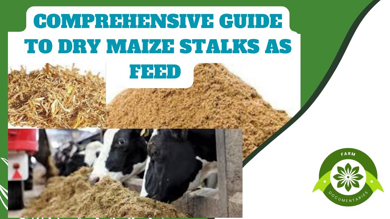 From Field to Feed: The Comprehensive Guide to Using Dry Maize Stalks ...